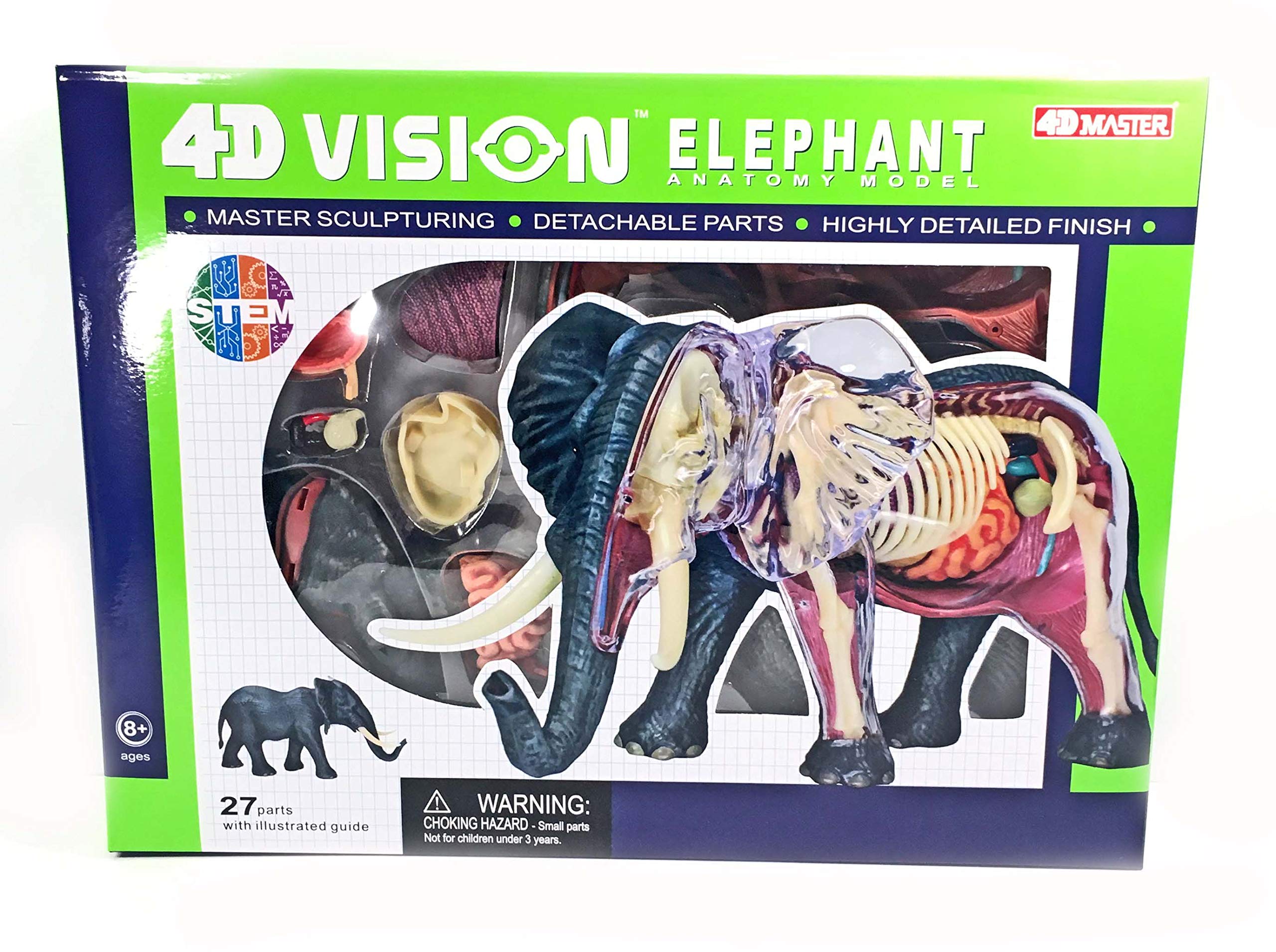 4D ELEPHANT ANATOMY | Shine Beacon