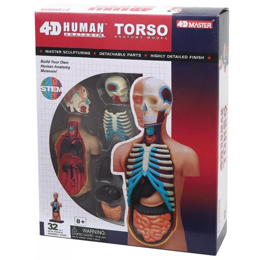 4D HUMAN ANATOMY - SMALL TORSO | Shine Beacon